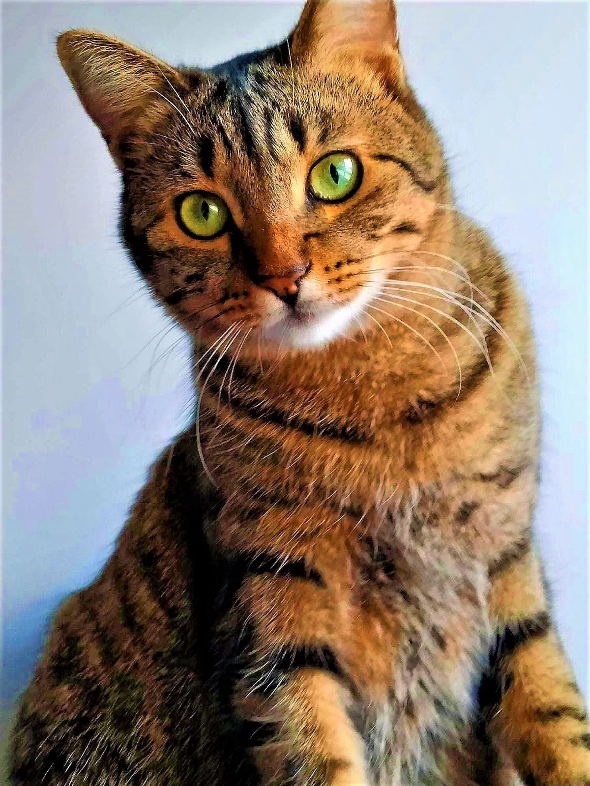 La gata resabida de Carmen Vázquez-Vigo | Una mirada alrededor